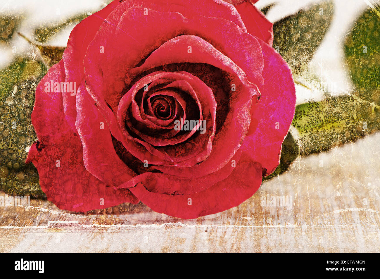 One beautiful red rose . Old vintage background Stock Photo - Alamy