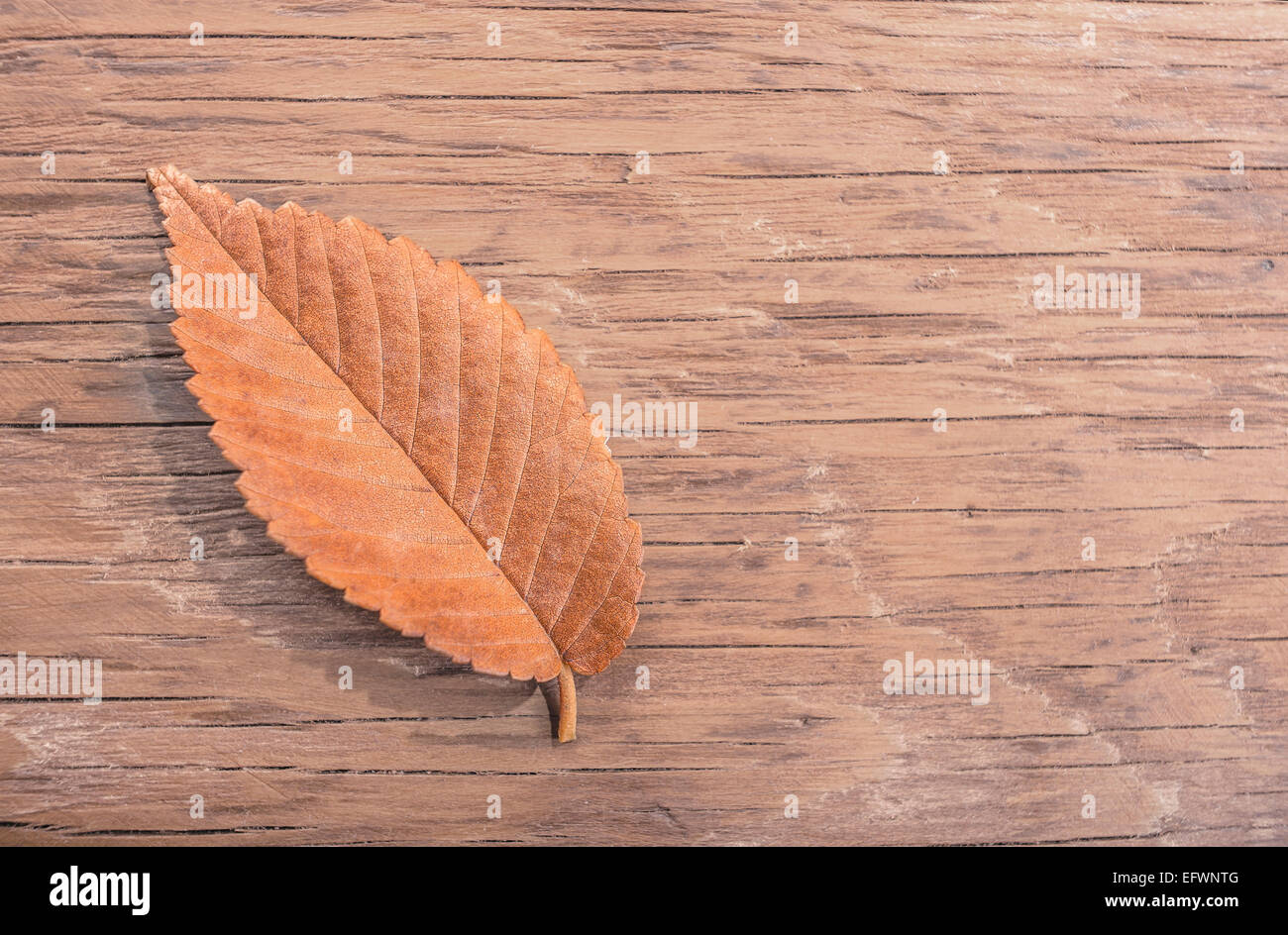 Dry leaf pattern hi-res stock photography and images - Alamy