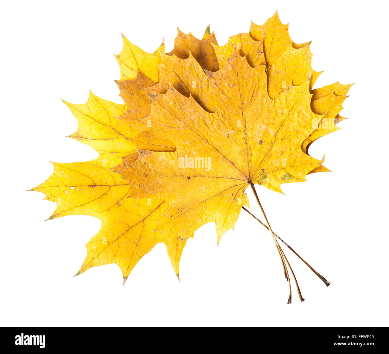 many maple leaves isolated on white background Stock Photo - Alamy