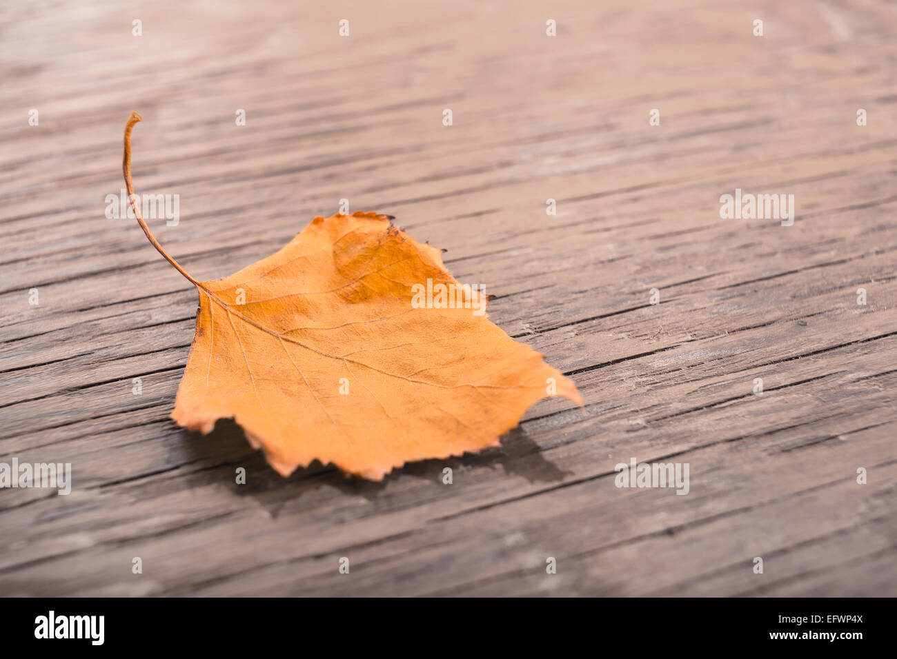 dry autumn leaf on a wooden background Stock Photo - Alamy