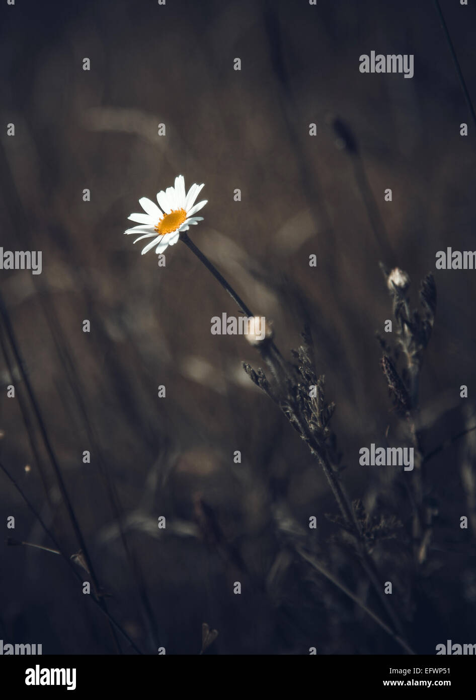 Dark chamomile hi-res stock photography and images - Alamy