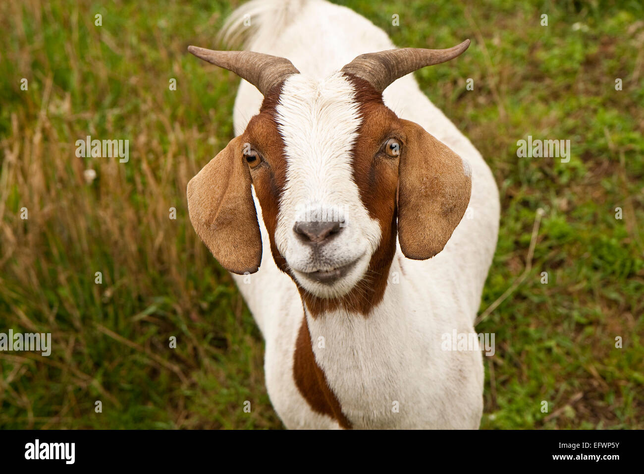 Small and goat hi-res stock photography and images - Alamy