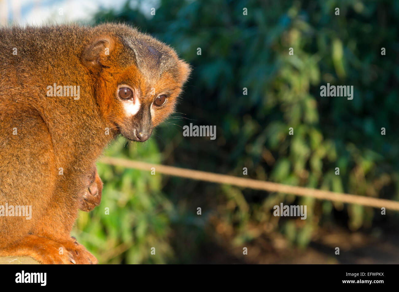 Portrait of endangered Male Red Bellied Lemur (Eulemur rubriventer ...