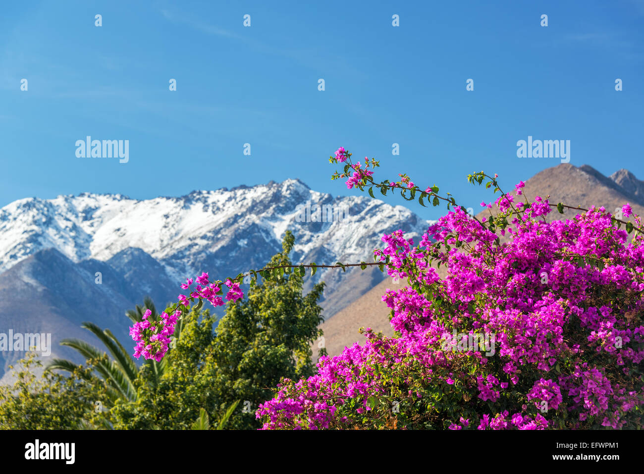 Purple Bougainvillea flowers with the Andes Mountain Range in the ...