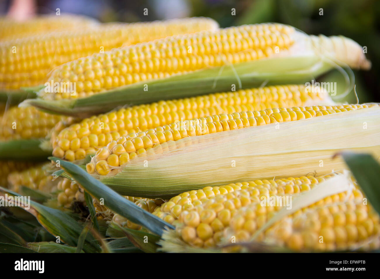 corn on market Stock Photo - Alamy