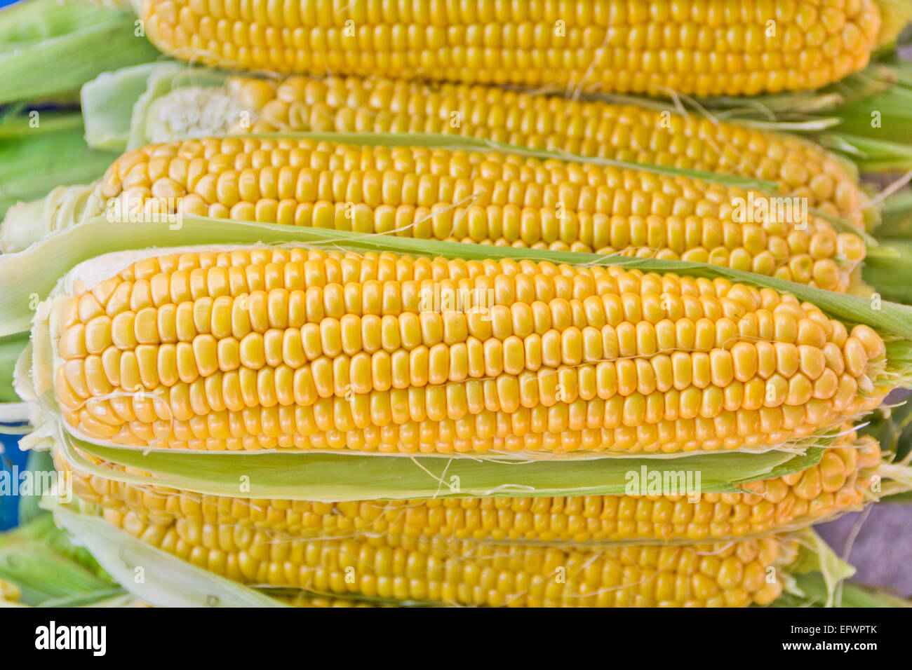 corn close up Stock Photo - Alamy