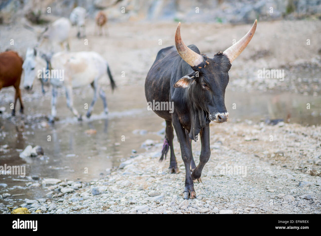 Ethiopian cow crossing a stream Stock Photo - Alamy