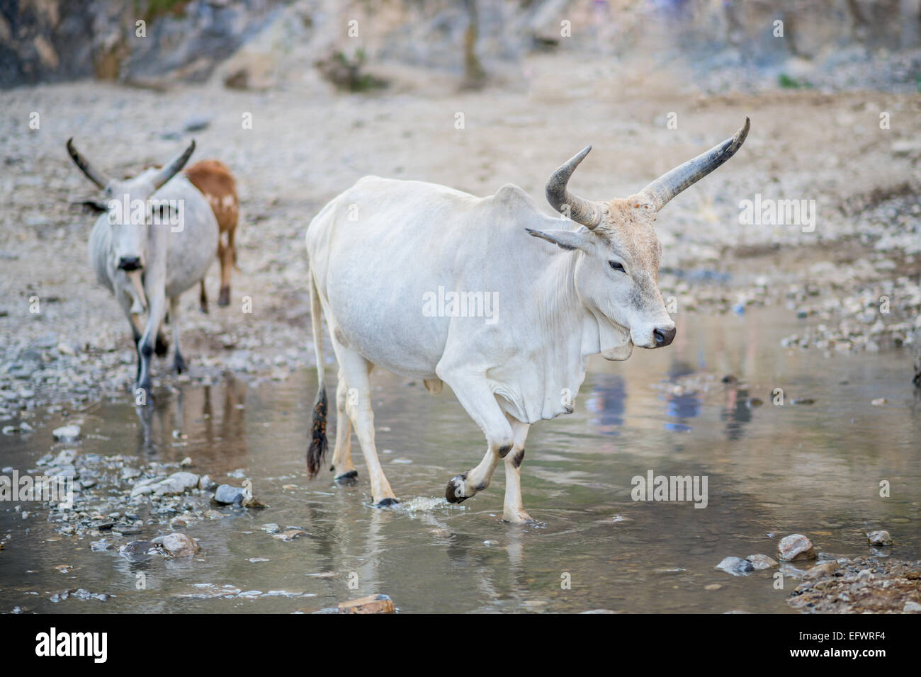 Ethipian cows crossing a stream Stock Photo - Alamy