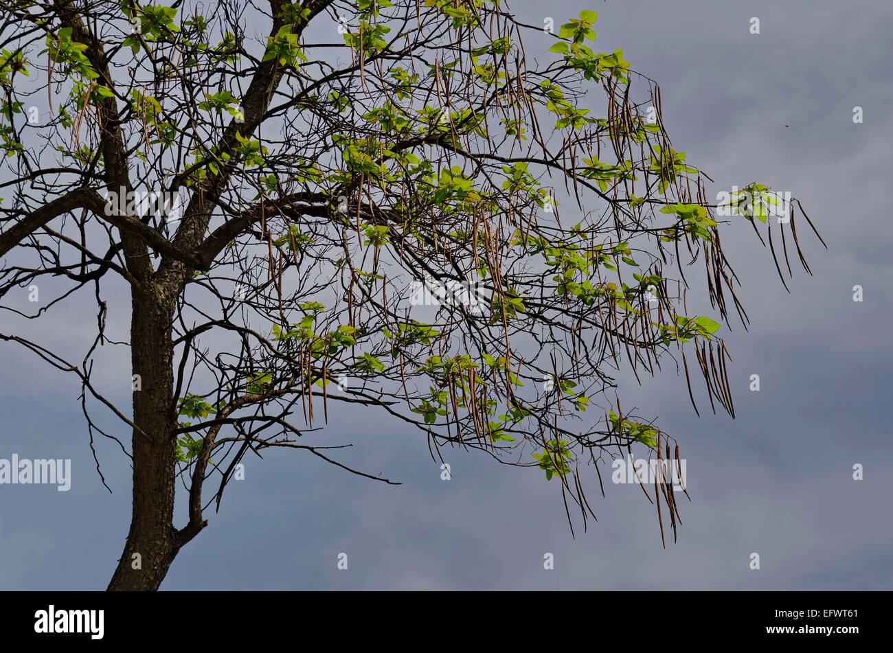 Green bean tree hi-res stock photography and images - Alamy