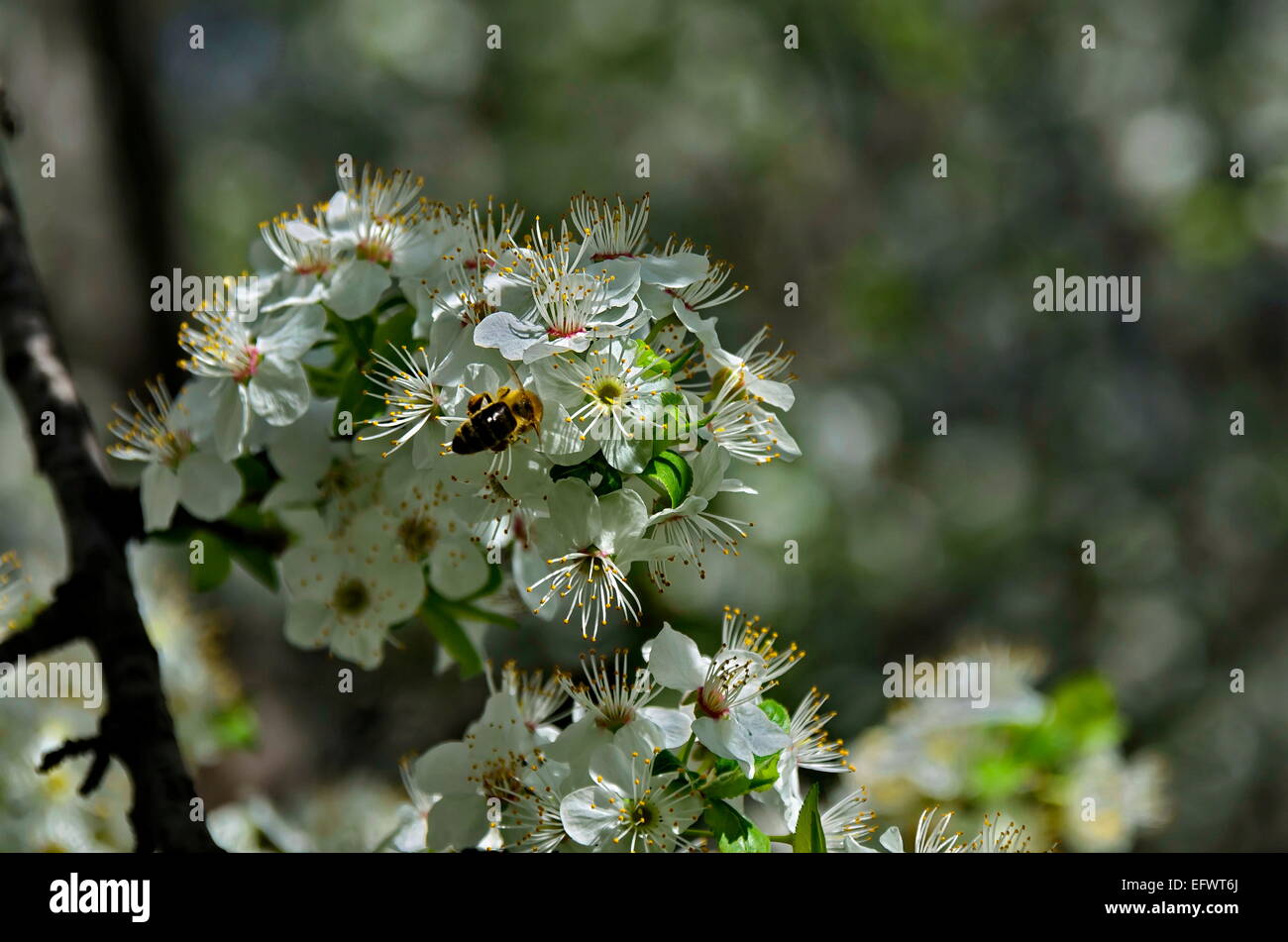 Bee trees hi-res stock photography and images - Alamy