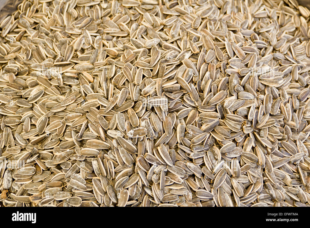 sunflower seeds texture Stock Photo - Alamy