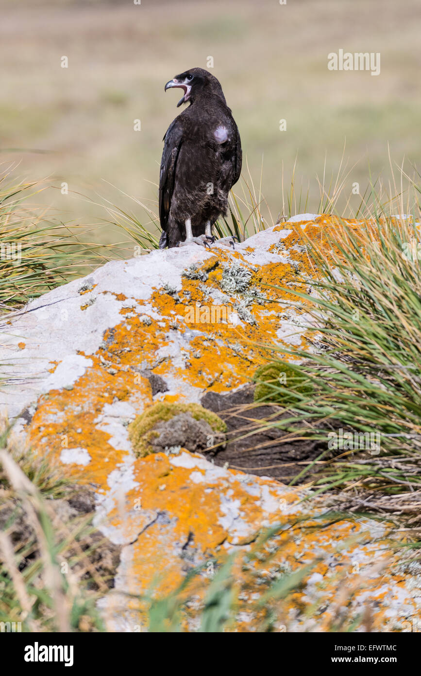 Striated caracara, Phalcoboenus australis, West Point, Falkland Islands ...
