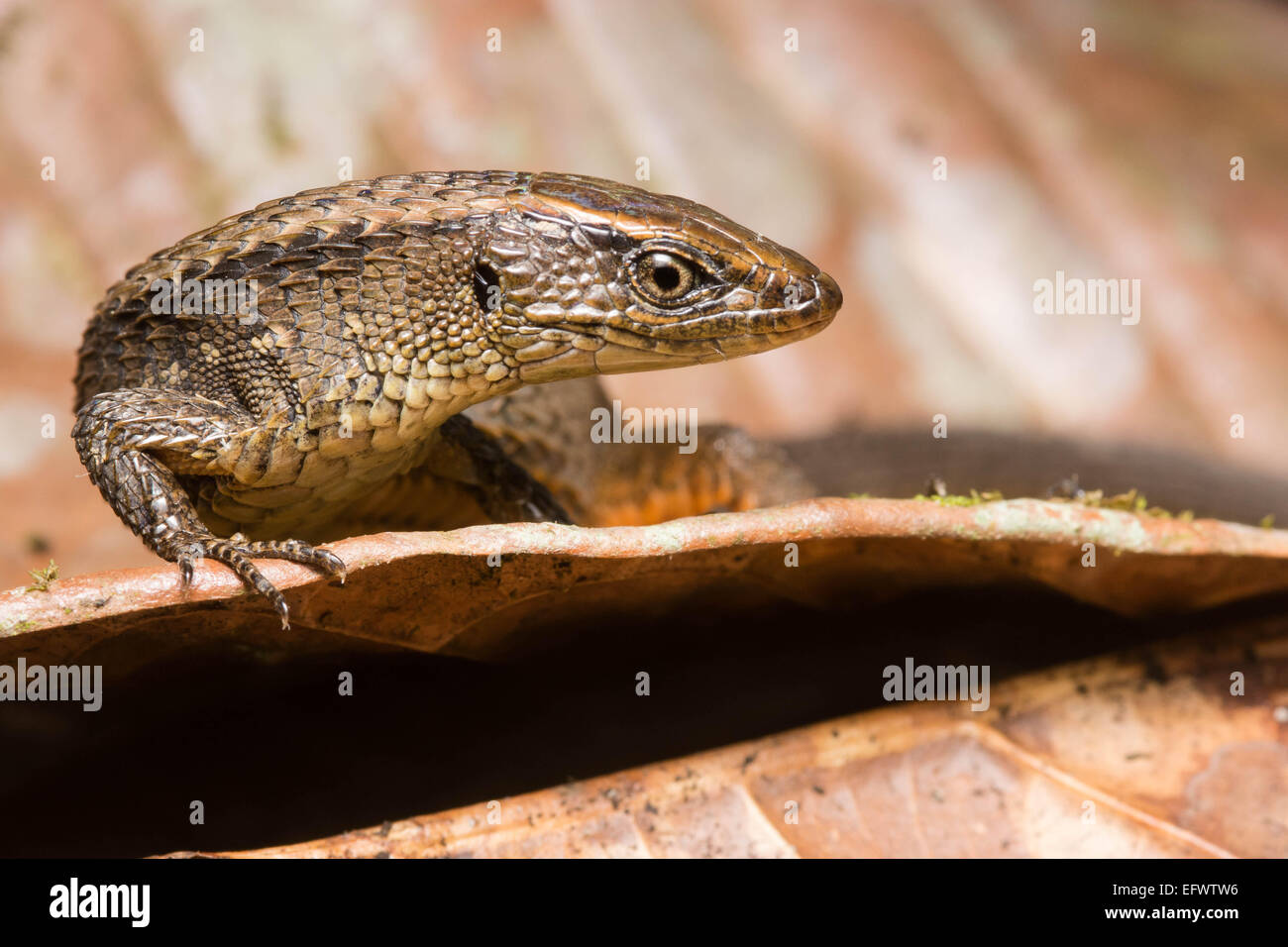 Alopoglossus festae, an endemic lizard from Ecuador Stock Photo - Alamy