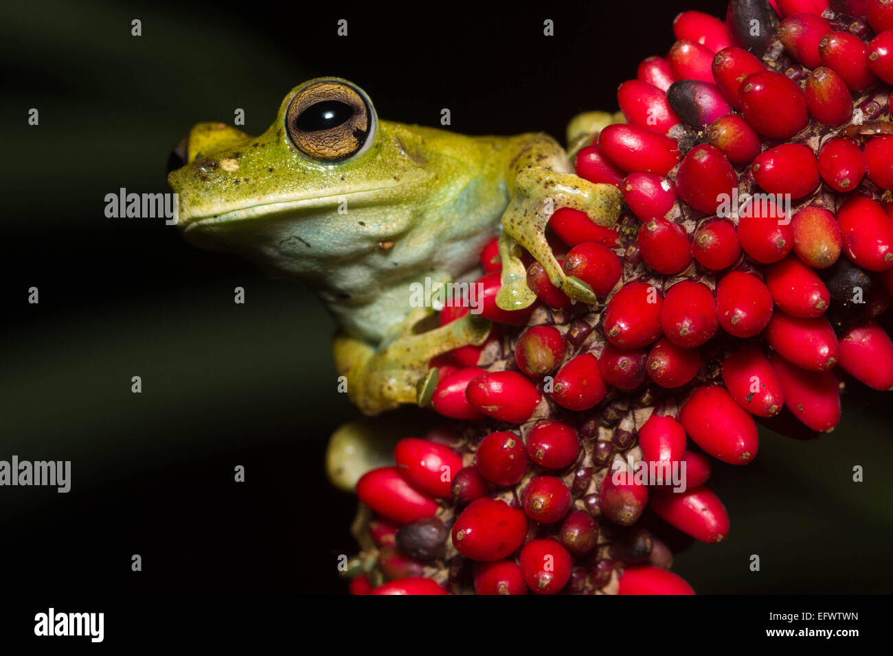 A tree frog perches on some bright fruit in the Ecuadorian jungle Stock ...