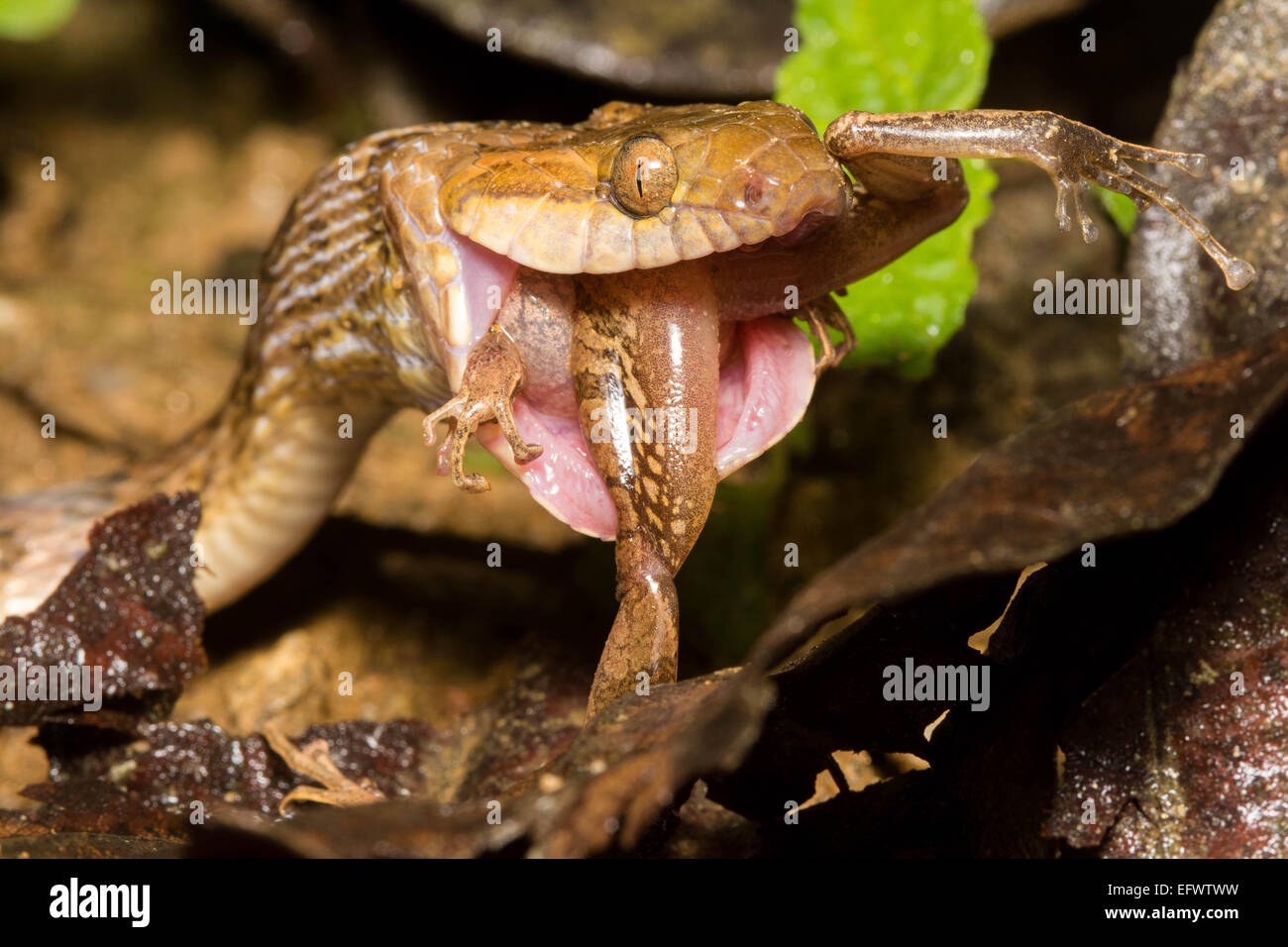 Cat eyed snake hi-res stock photography and images - Alamy