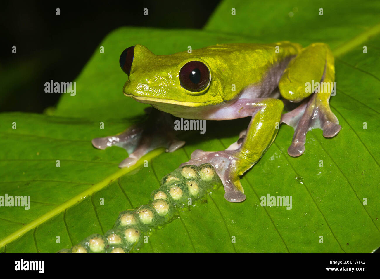 An gliding tree frog (Agalychnis spurrelli) sits by its unhatched eggs ...