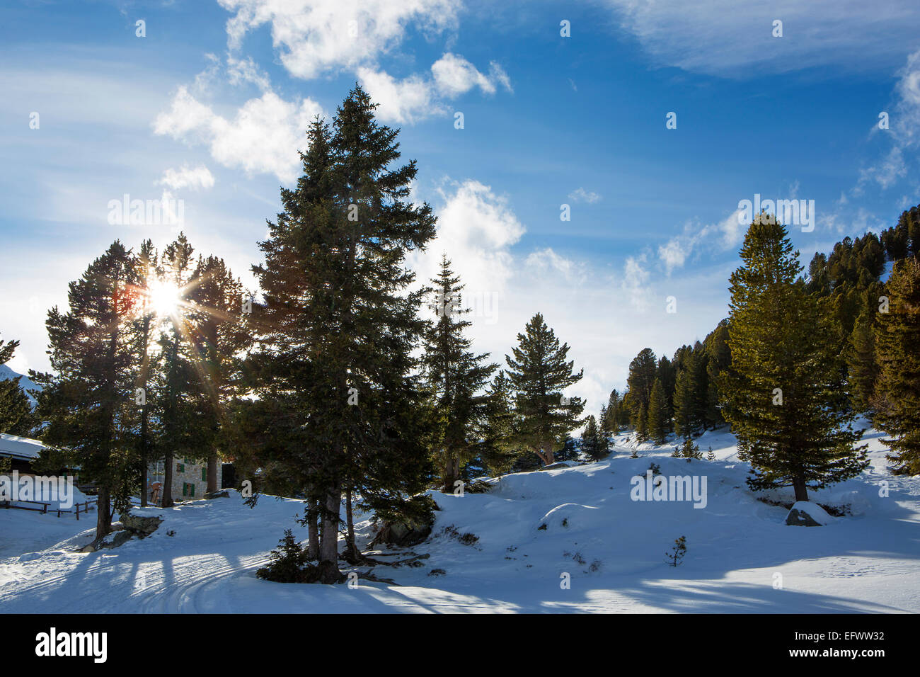 Green fir trees in the Austrian Alps with sunny weather and blue sky ...
