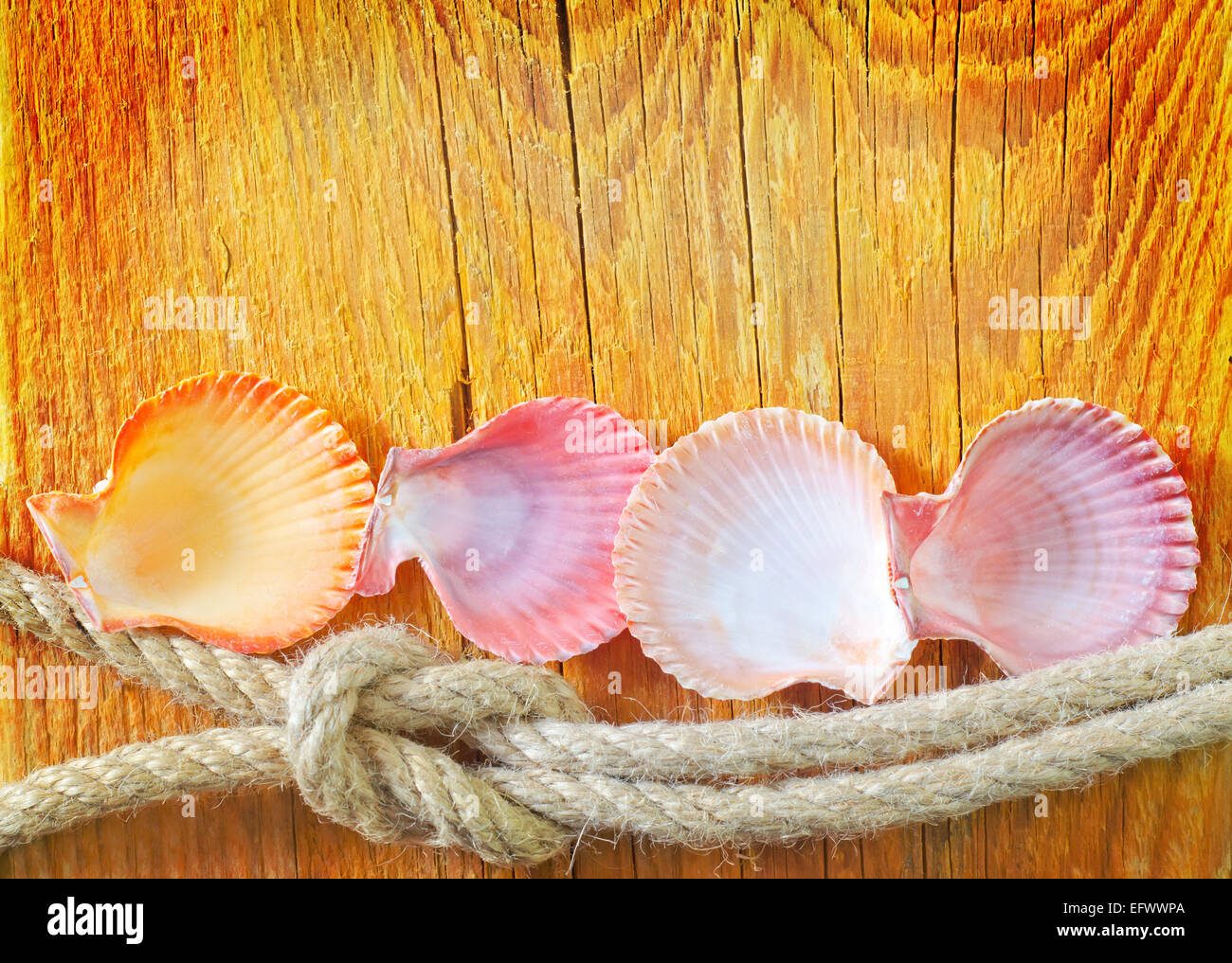 shells on wooden background Stock Photo - Alamy