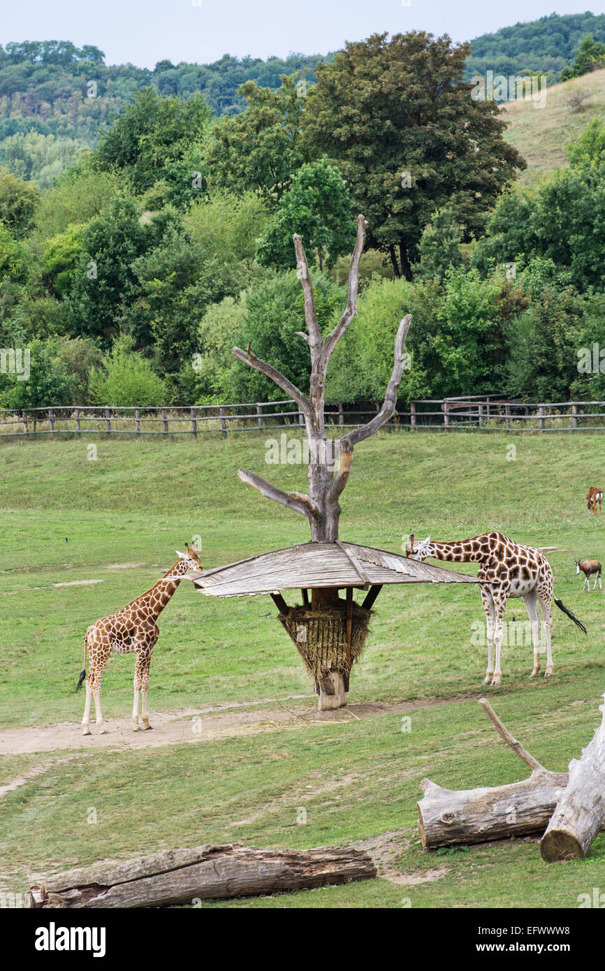 Giraffe giraffes feeder hi-res stock photography and images - Alamy