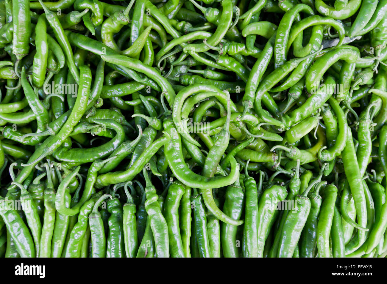 Green peppers on plant hi-res stock photography and images - Alamy
