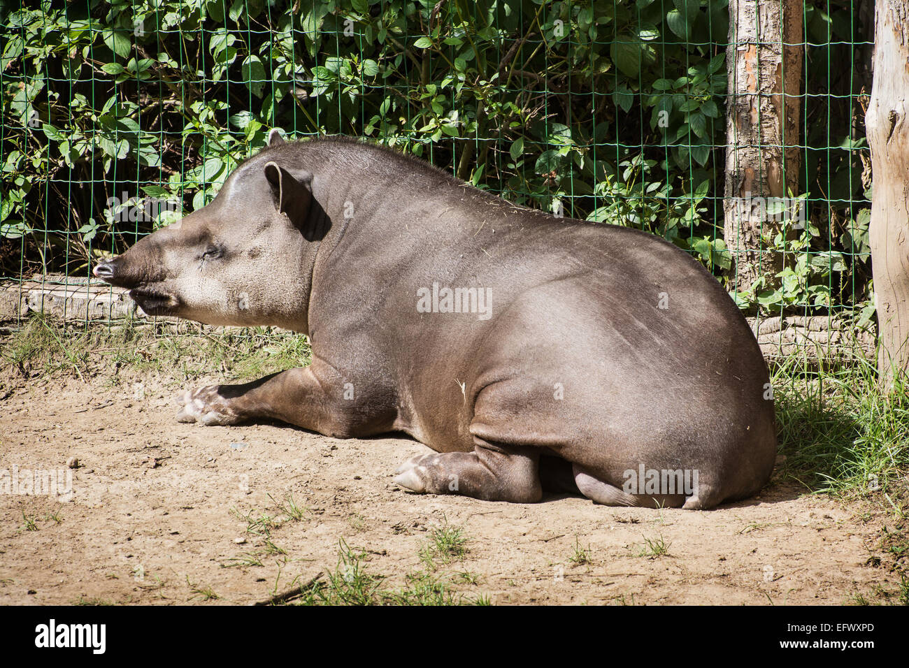 South American tapir (Tapirus terrestris) resting Stock Photo - Alamy