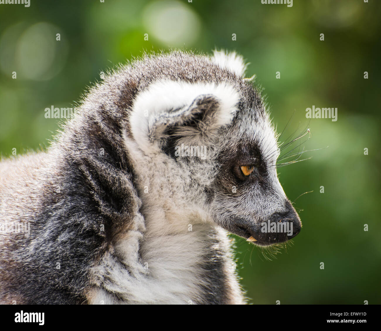 Portrait of a Ring-tailed lemur (Lemur catta). Side view. Animal theme ...