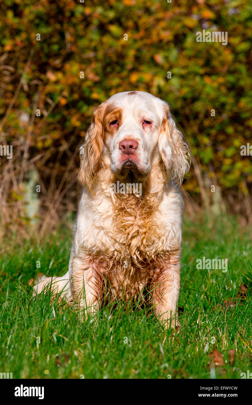 Field spaniel hi-res stock photography and images - Alamy