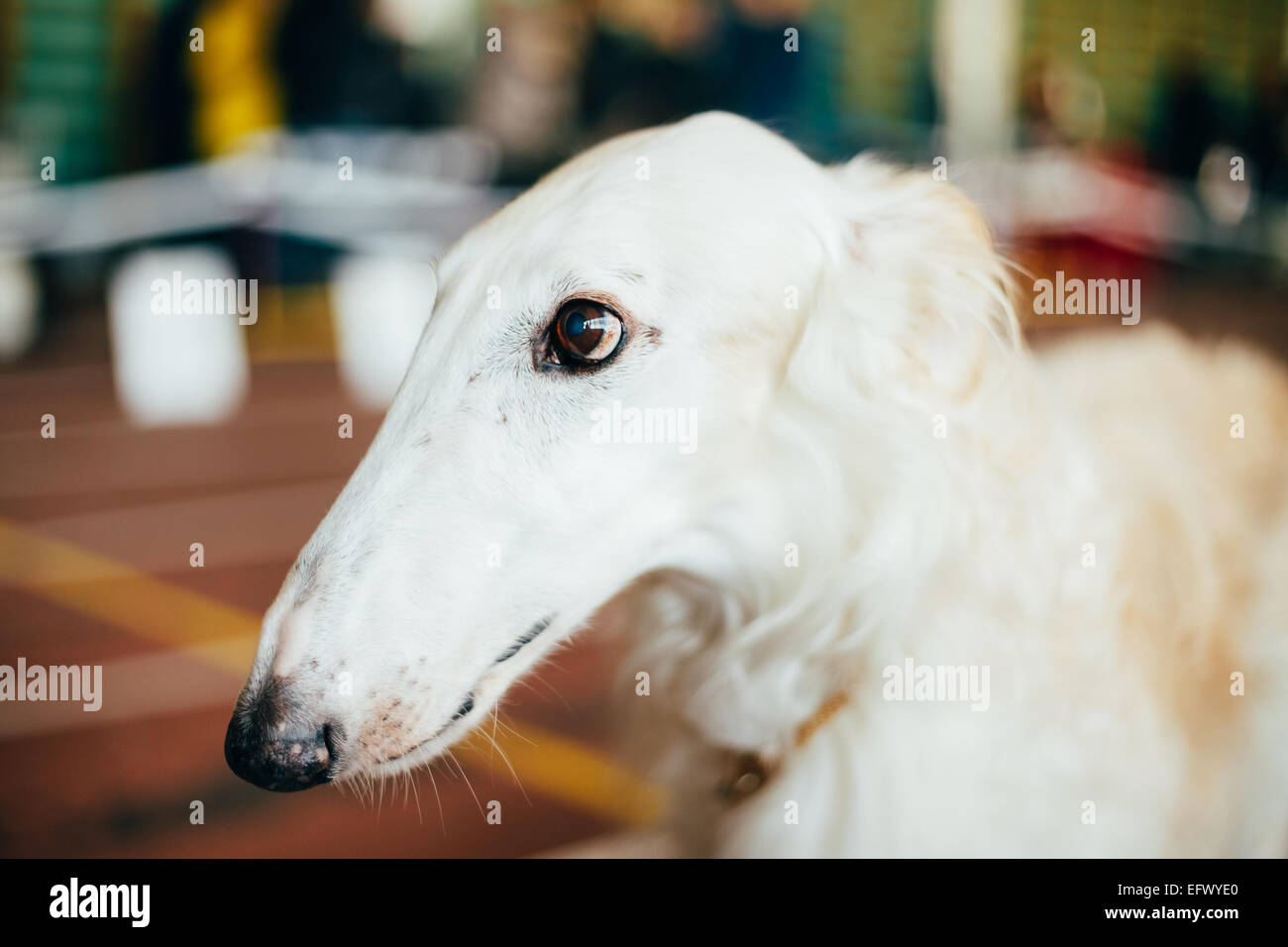 Greyhound russian borzoi hi-res stock photography and images - Alamy