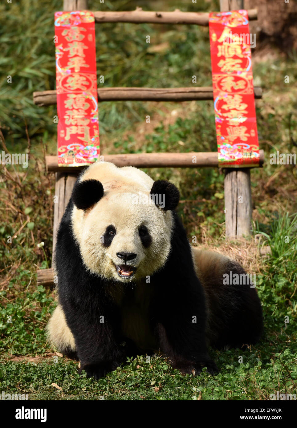 Kunming, China's Yunnan Province. 11th Feb, 2015. Giant panda Sijia ...
