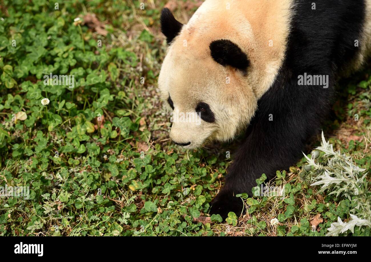 Kunming, China's Yunnan Province. 11th Feb, 2015. Giant panda Sijia ...