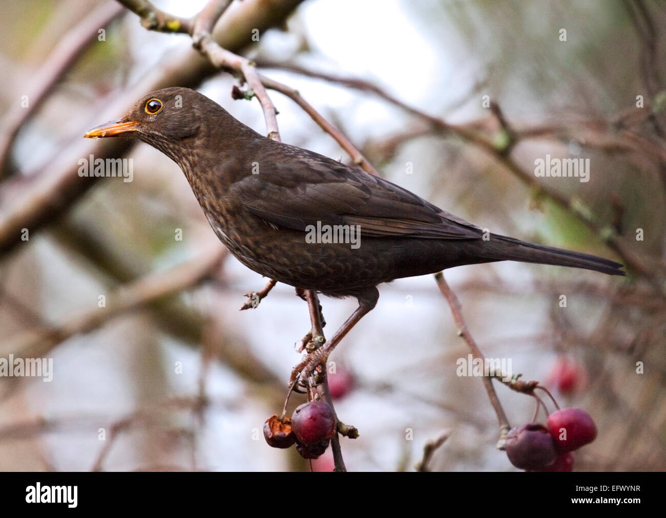 Female Blackbird (turdus merula) in Malus Red Sentinel Tree (Ornamental ...
