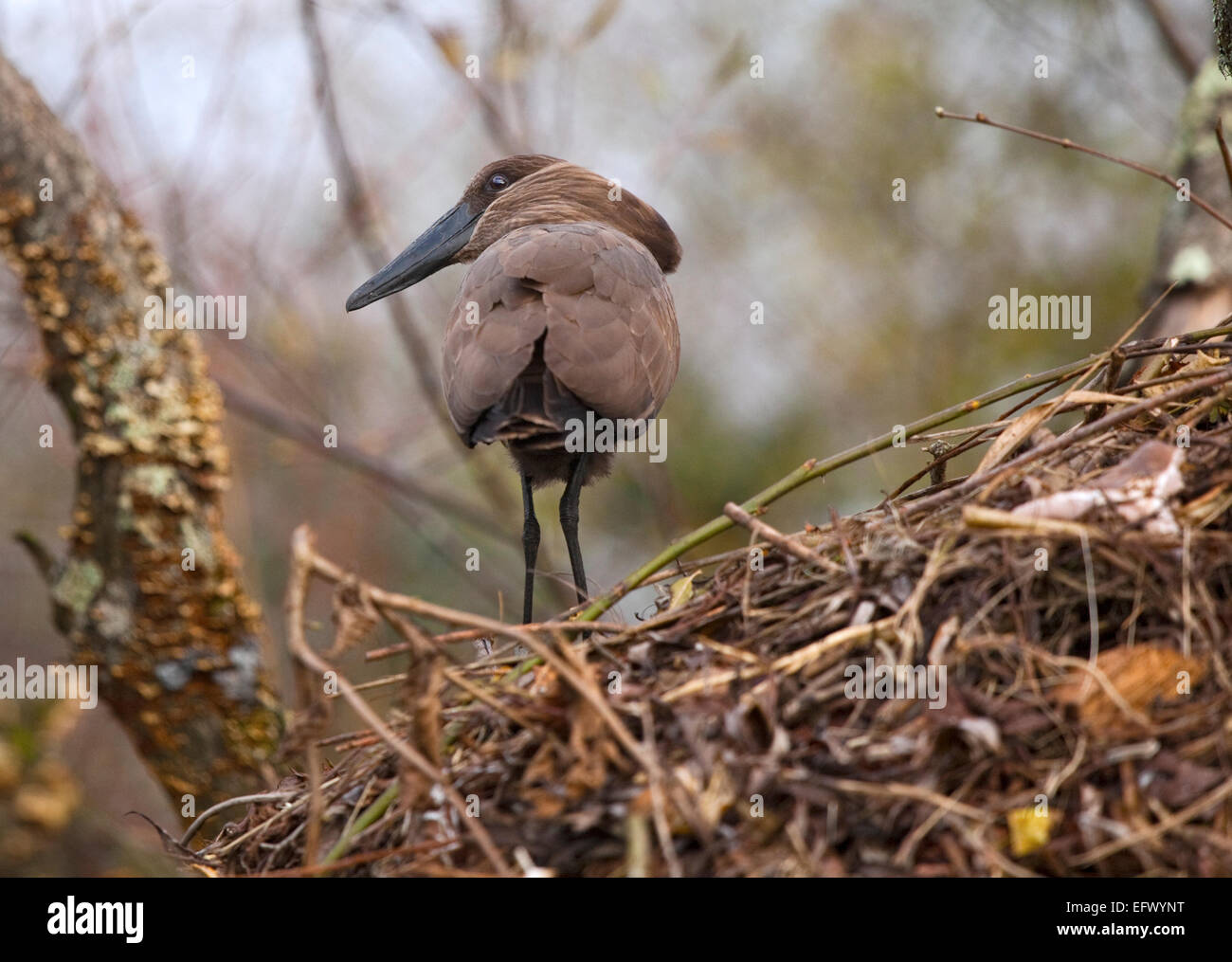 Hammerkop (scopus umbretta) on Nest Stock Photo - Alamy