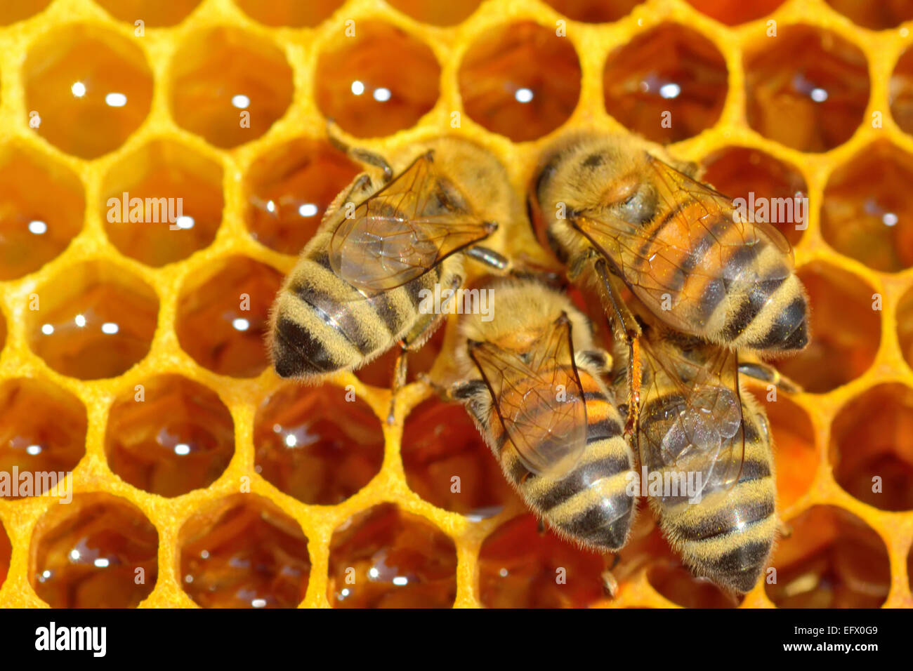 Close up view of the working bees on honey cells Stock Photo - Alamy