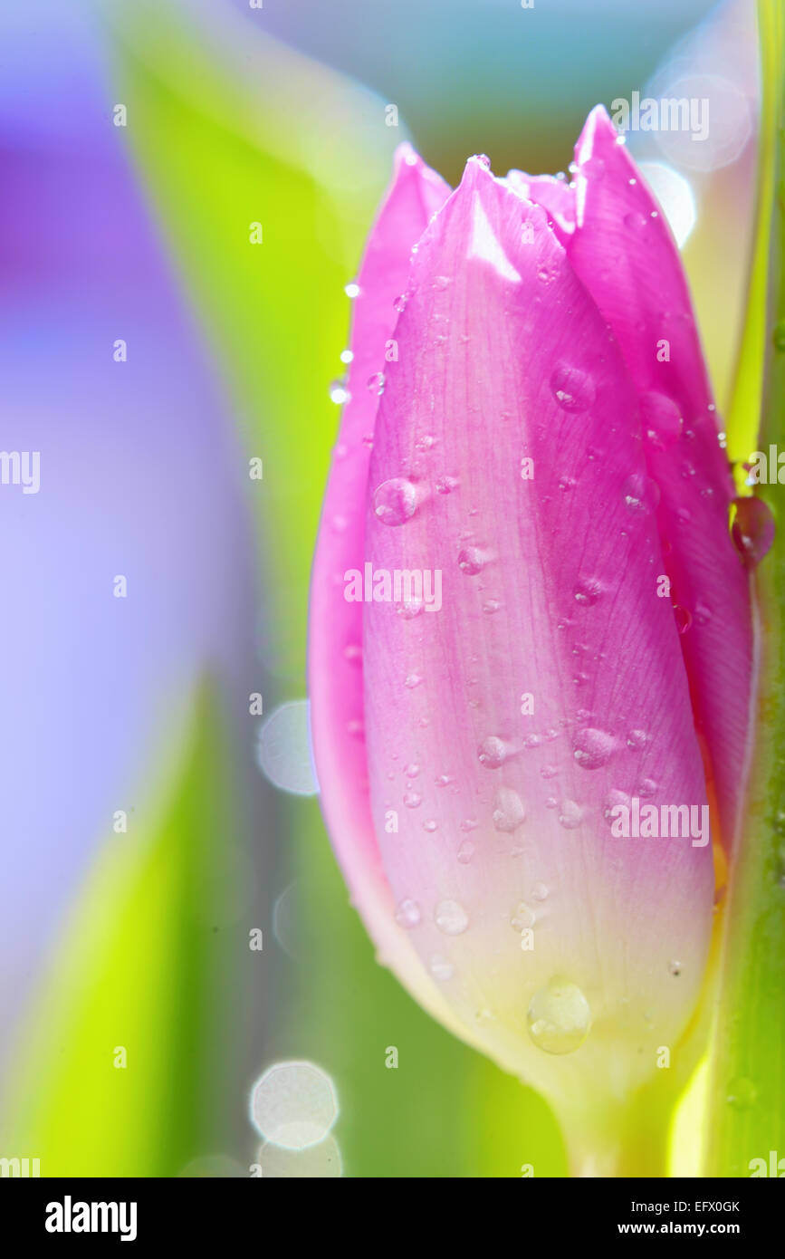 One tulip hi-res stock photography and images - Alamy