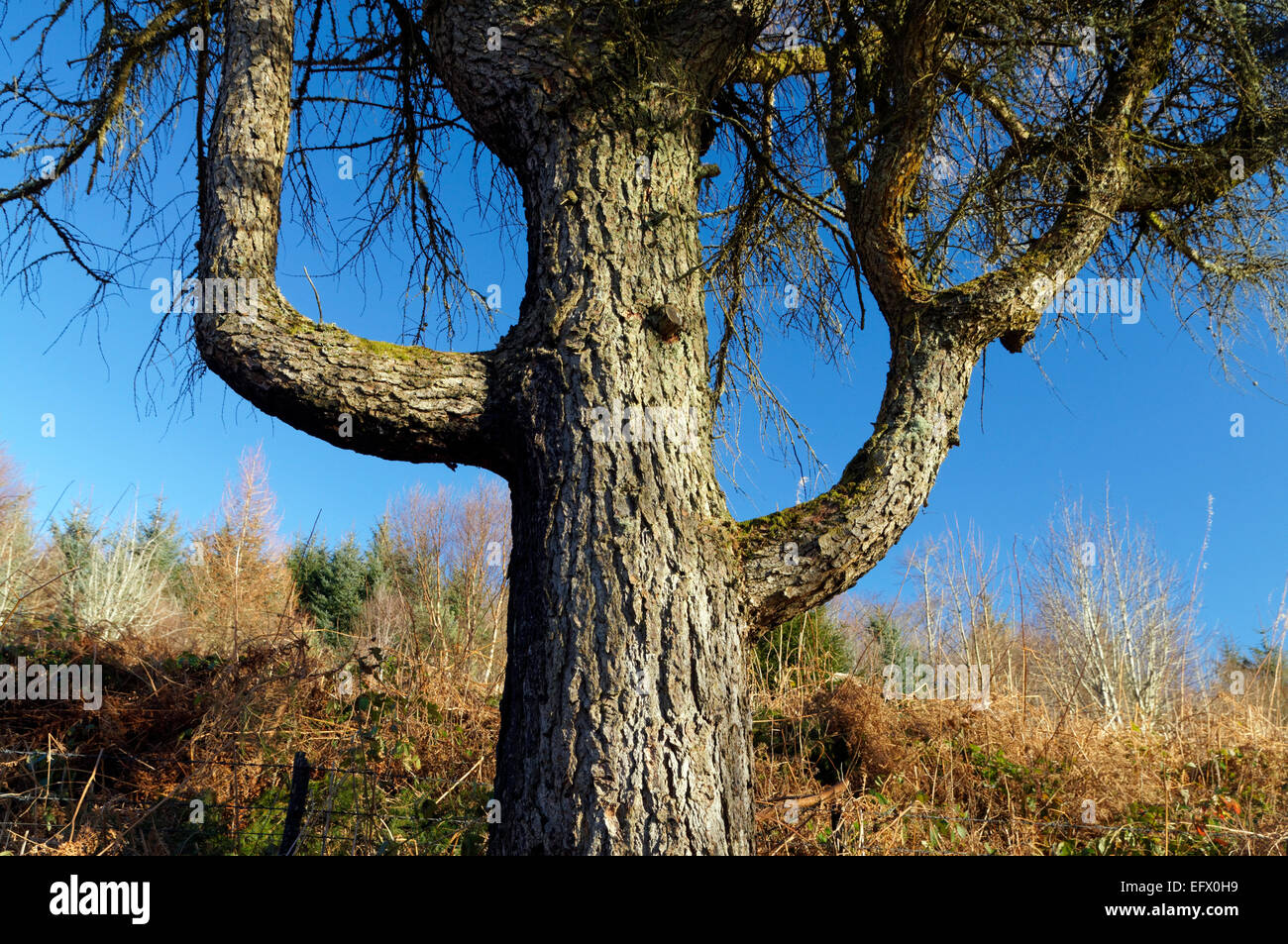 Tree like cactus hi-res stock photography and images - Alamy