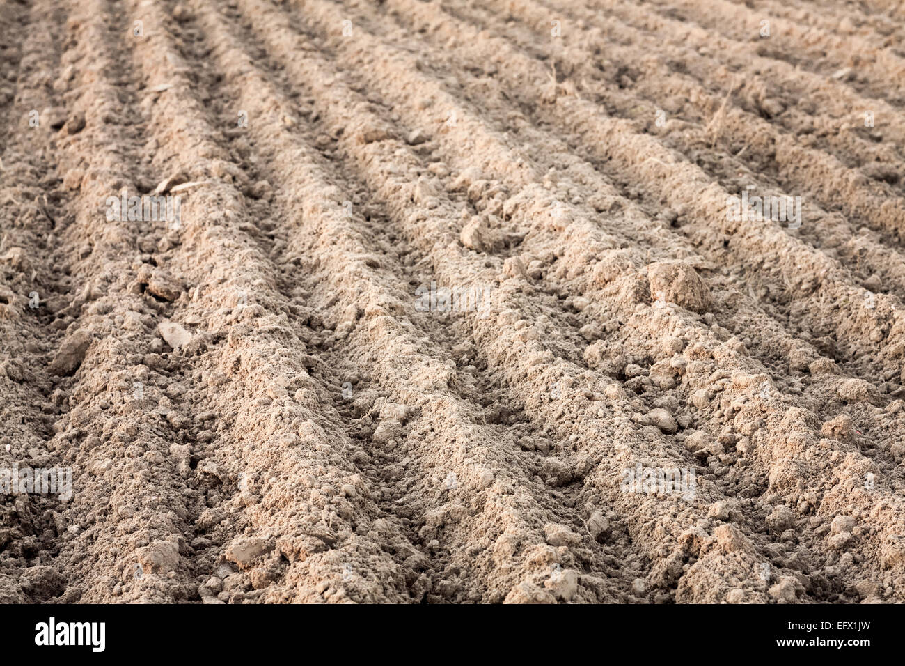 Background of newly plowed field ready for new crops. Ploughed field in ...