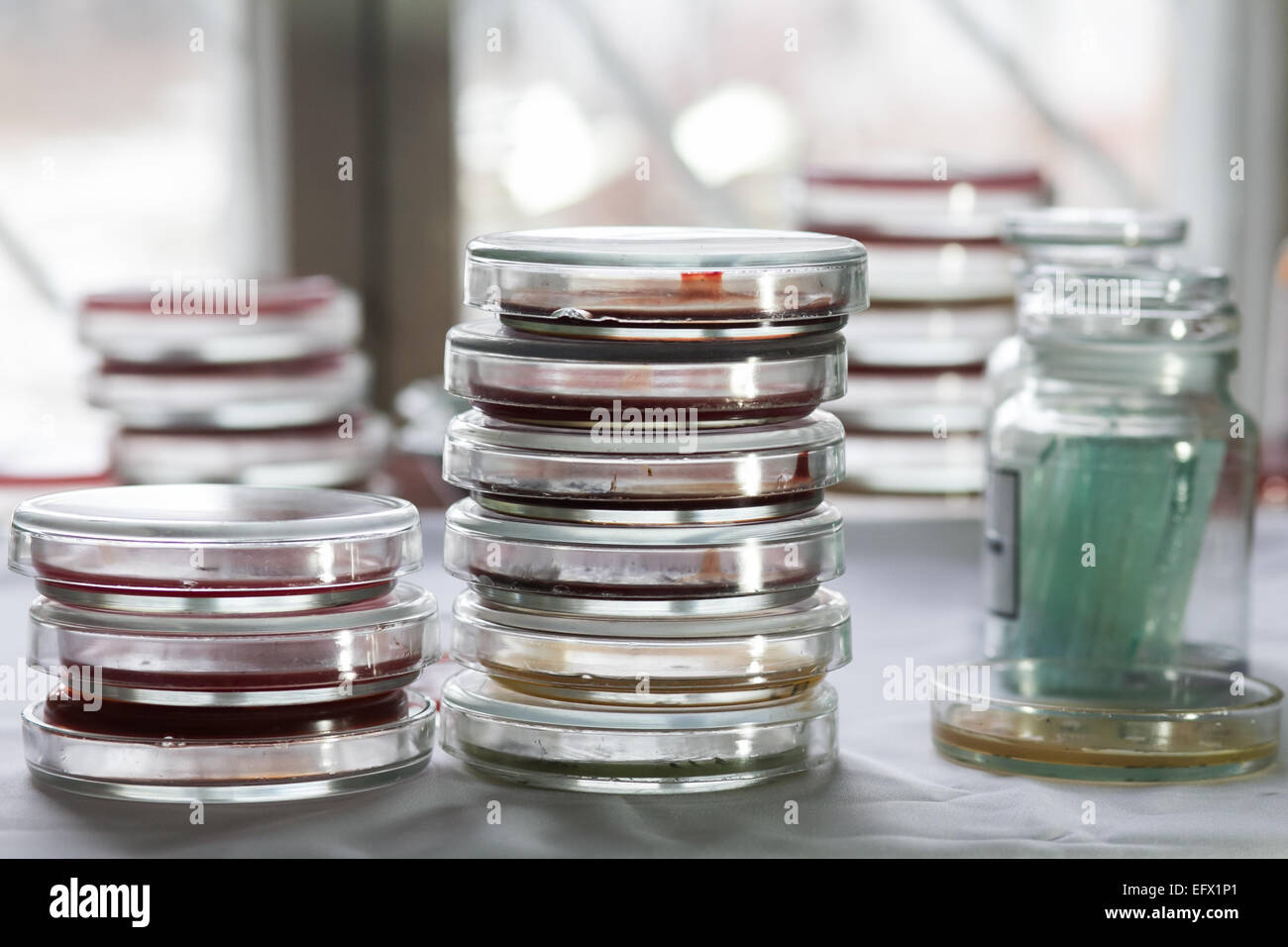 Stacks of Petri dishes with bacteria growing in them Stock Photo - Alamy