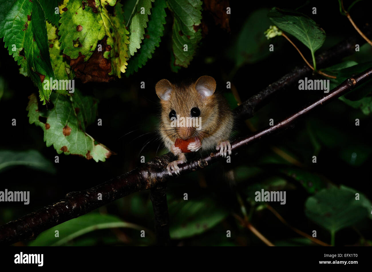Leaves cute hi-res stock photography and images - Alamy