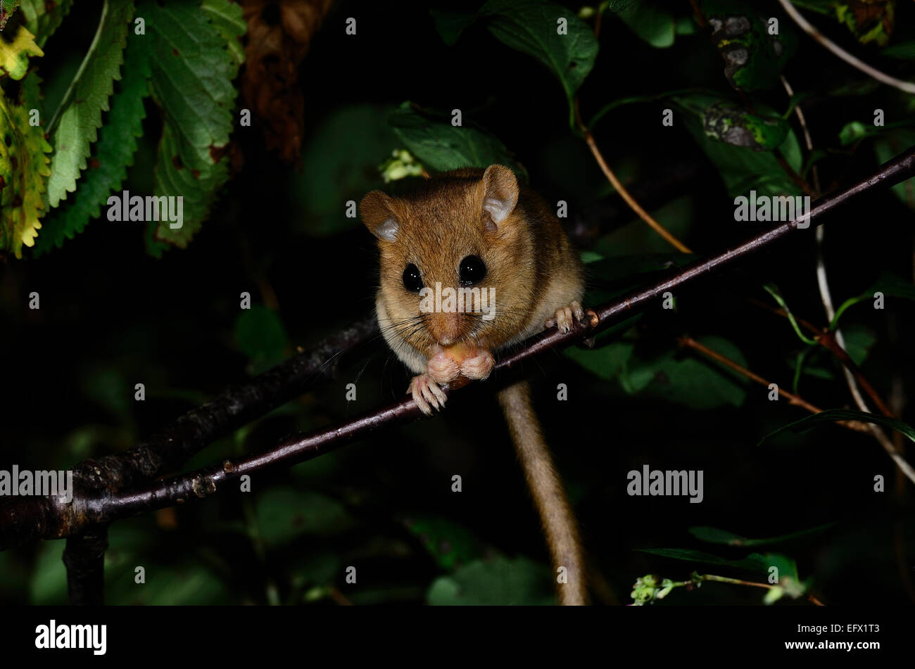 Dormouse Eating High Resolution Stock Photography and Images - Alamy