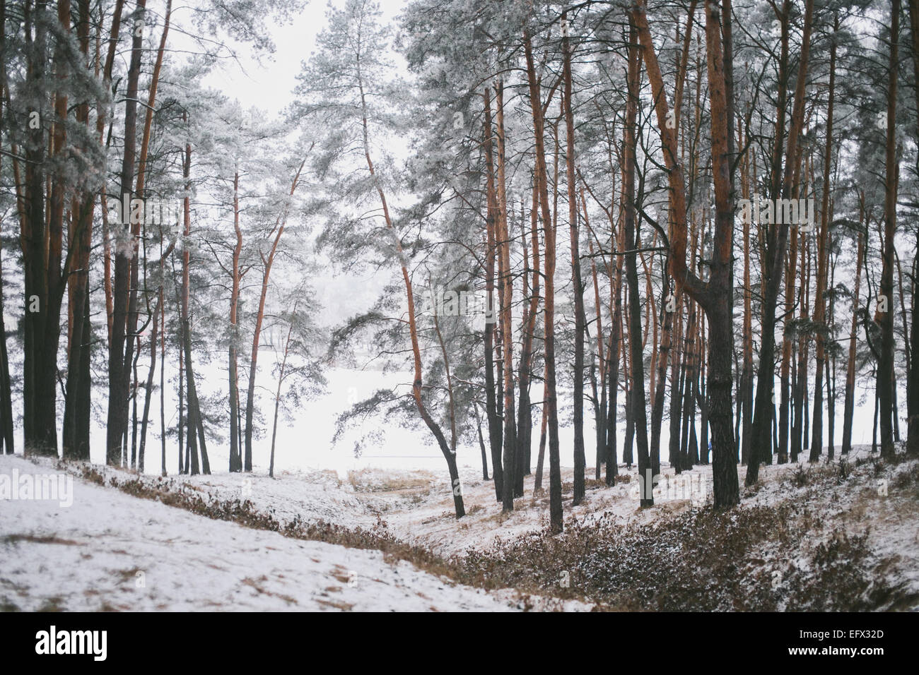 Snow covered tree trunks ground hi-res stock photography and images - Alamy