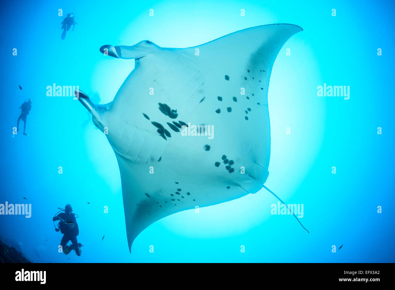 Manta alfredi, Reefmanta at Manta Point and Cleaning Station, Mudakan ...