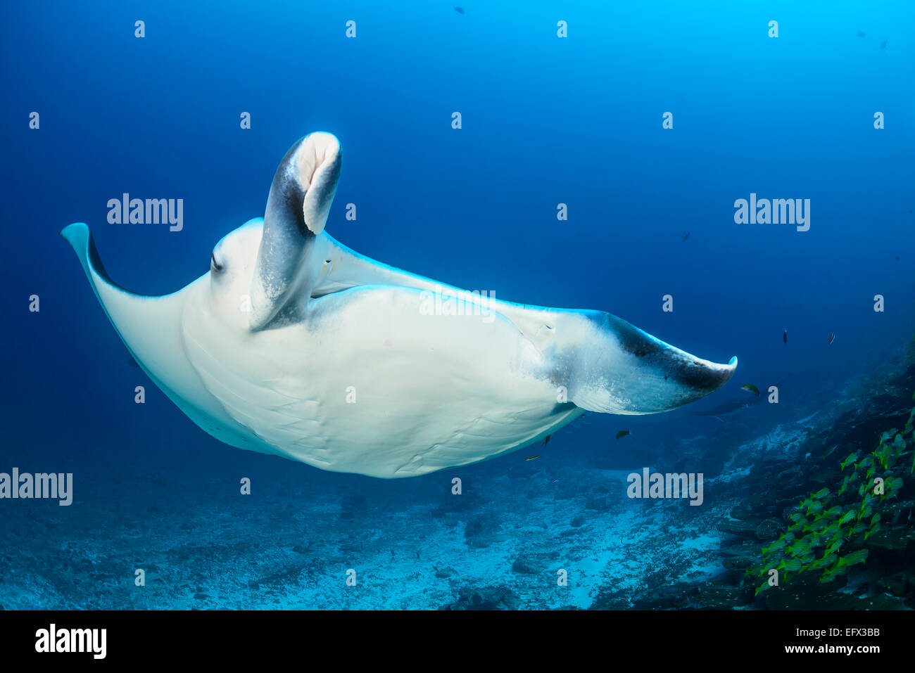 Manta alfredi, Reefmanta at Manta Point and Cleaning Station, Mudakan ...