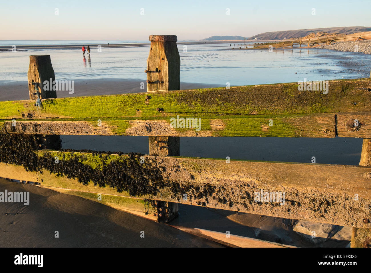 Wooden groyne next to Petrified,prehistoric,oak,forest,tree,trees ...