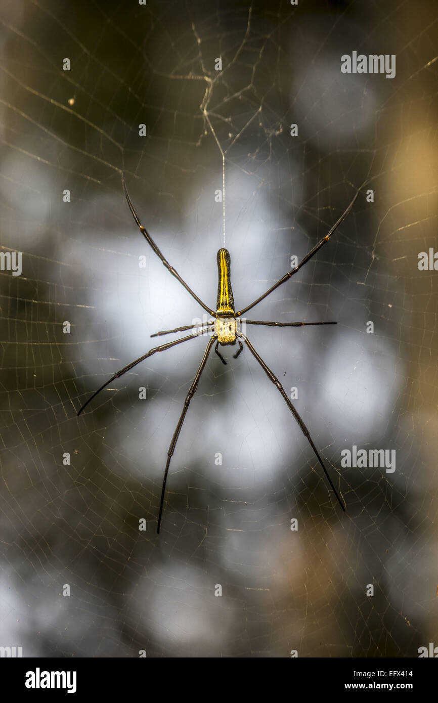 Female giant wood spider hi-res stock photography and images - Alamy