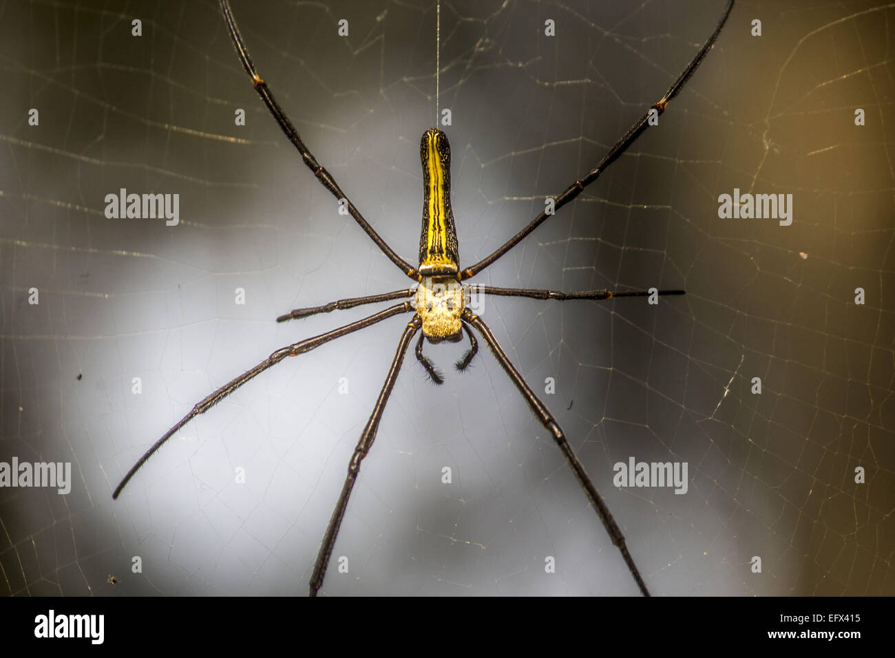 Spiders of india hi-res stock photography and images - Alamy