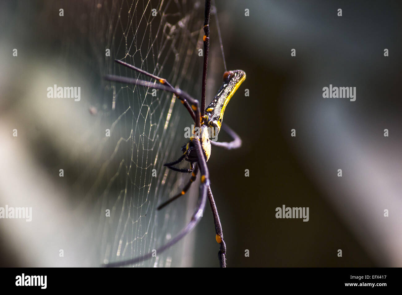Biggest spider in india hi-res stock photography and images - Alamy