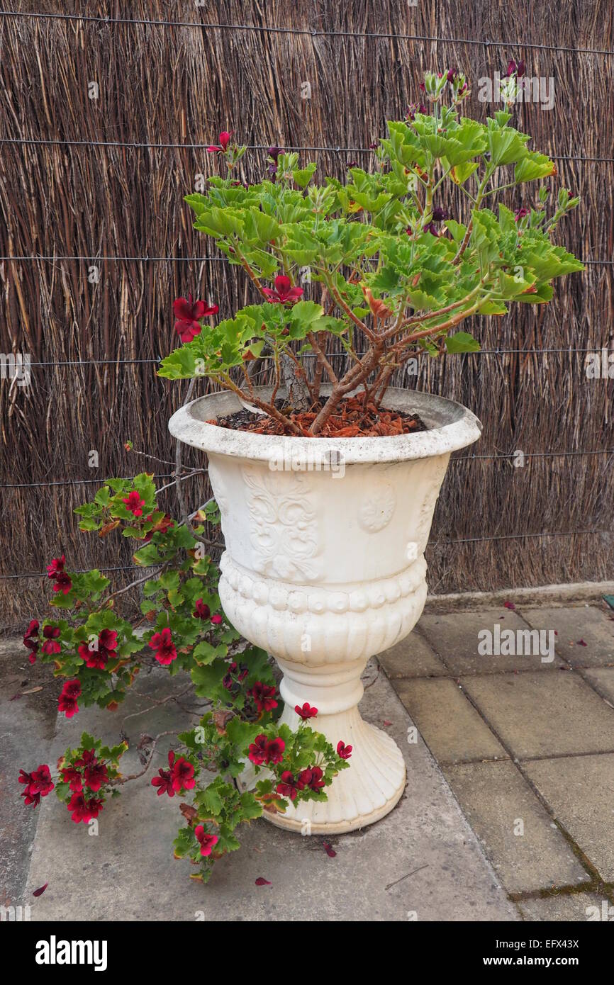 A flowering pot Stock Photo - Alamy