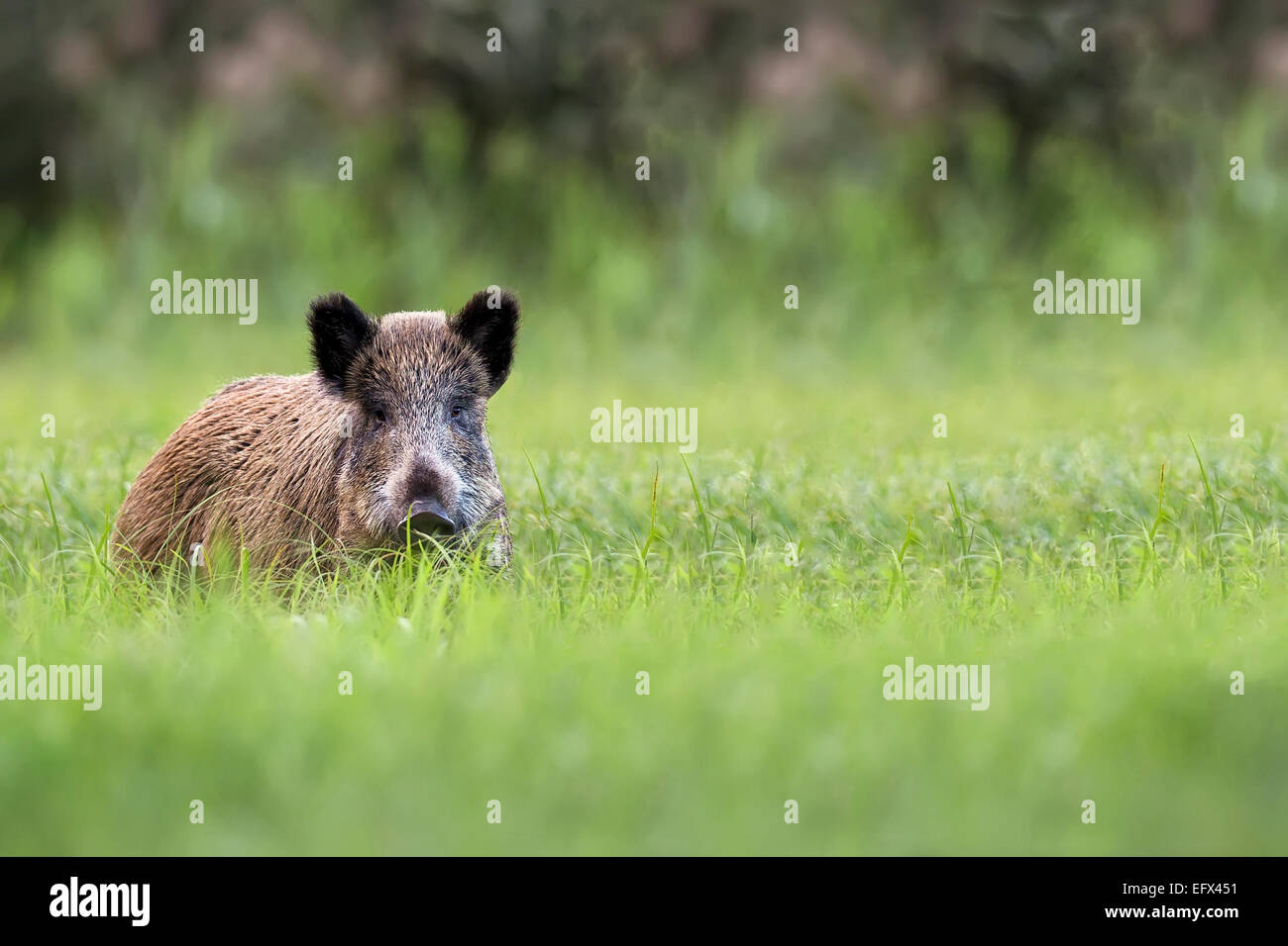 Boar animals hi-res stock photography and images - Alamy