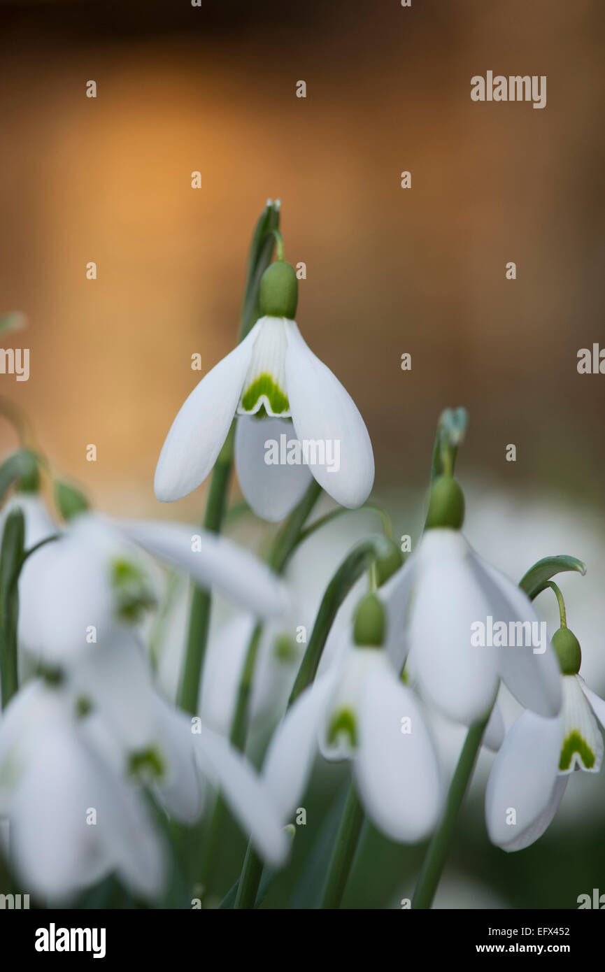 Bell shaped snowdrop hi-res stock photography and images - Alamy