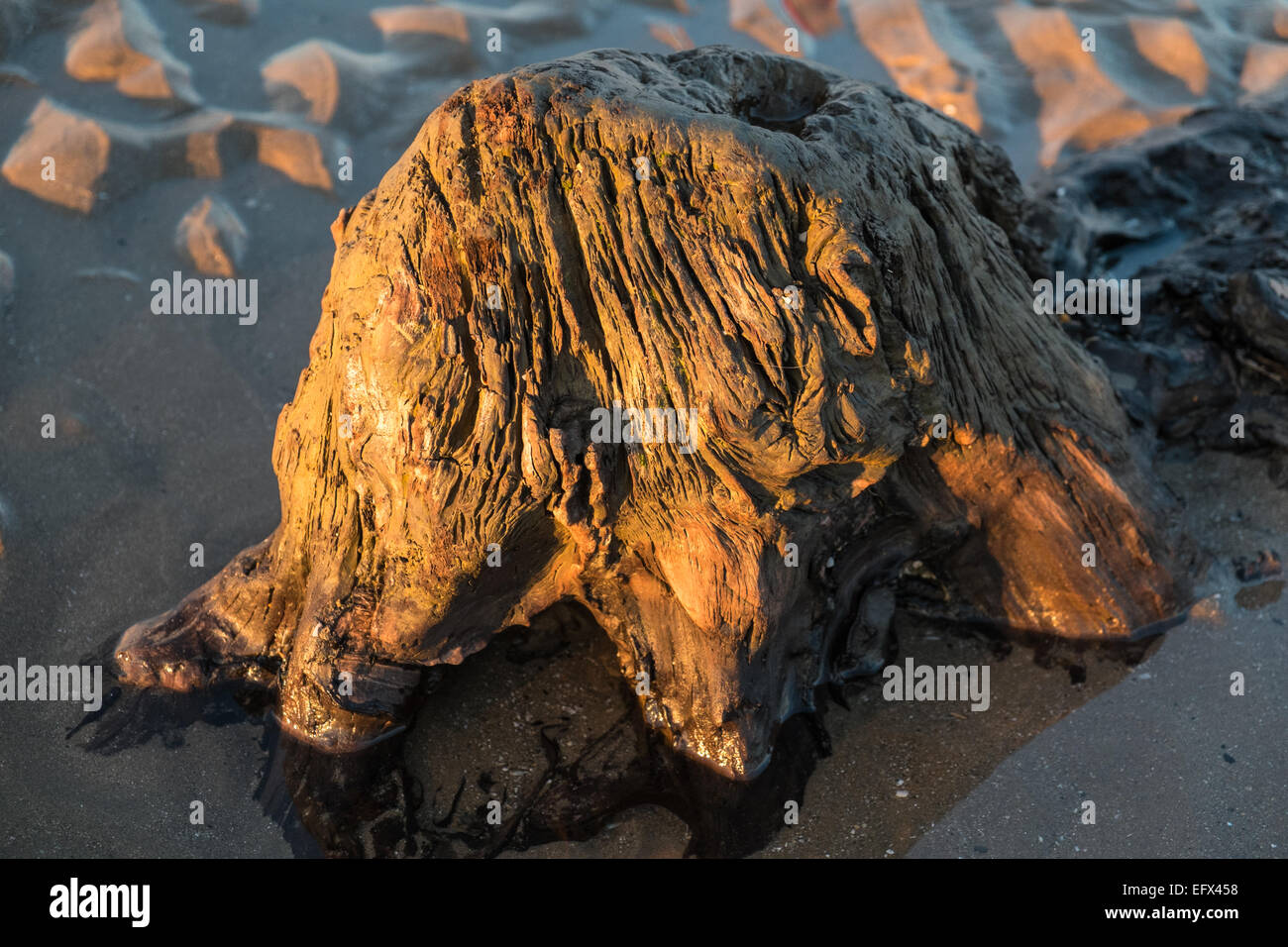 Petrified,prehistoric,oak,forest,tree,trees, Ynyslas Beach, near, Borth ...